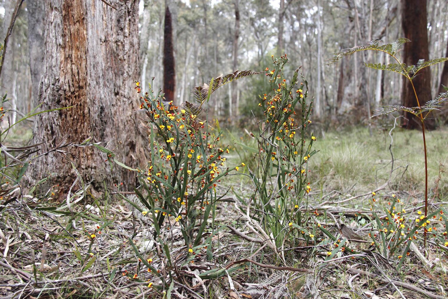 Rare plant searches | Wombat Forestcare Inc