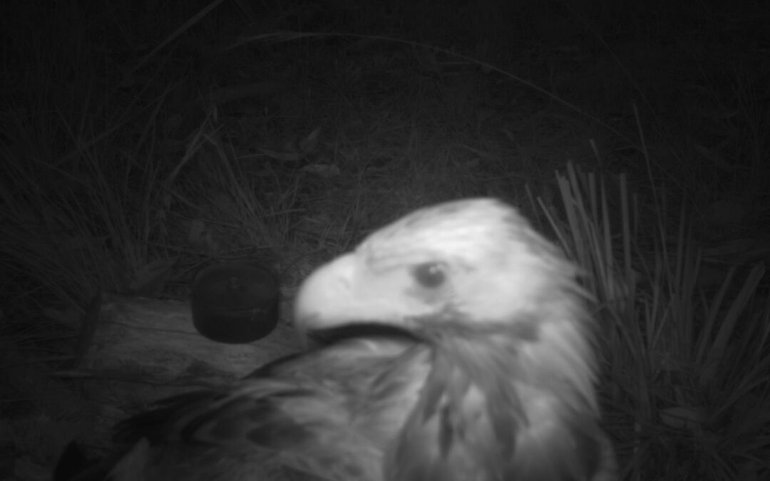 motion camera | Wombat Forestcare Inc